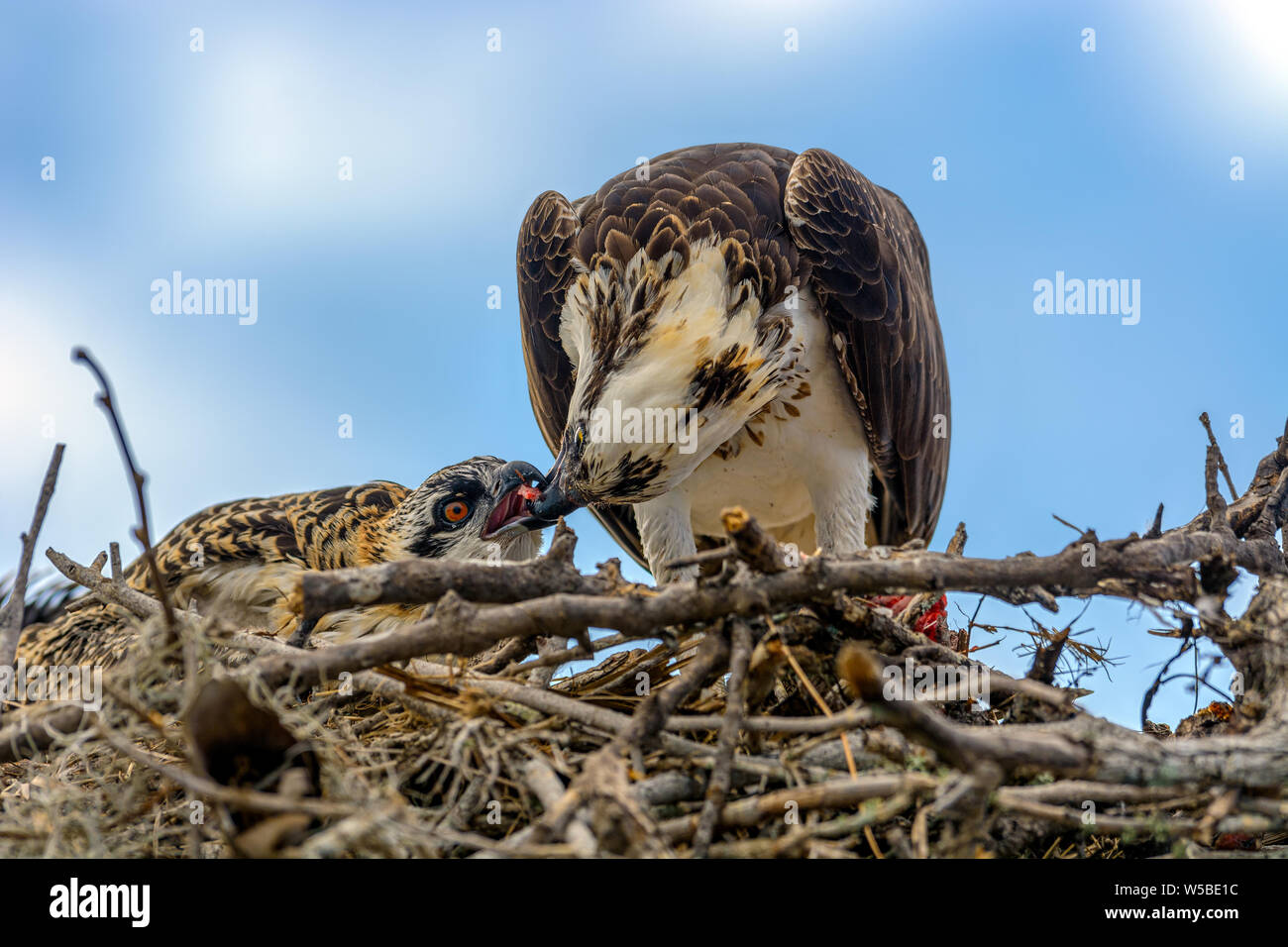 A good parent and caring mom osprey (Pandion haliaetus), also known as ...