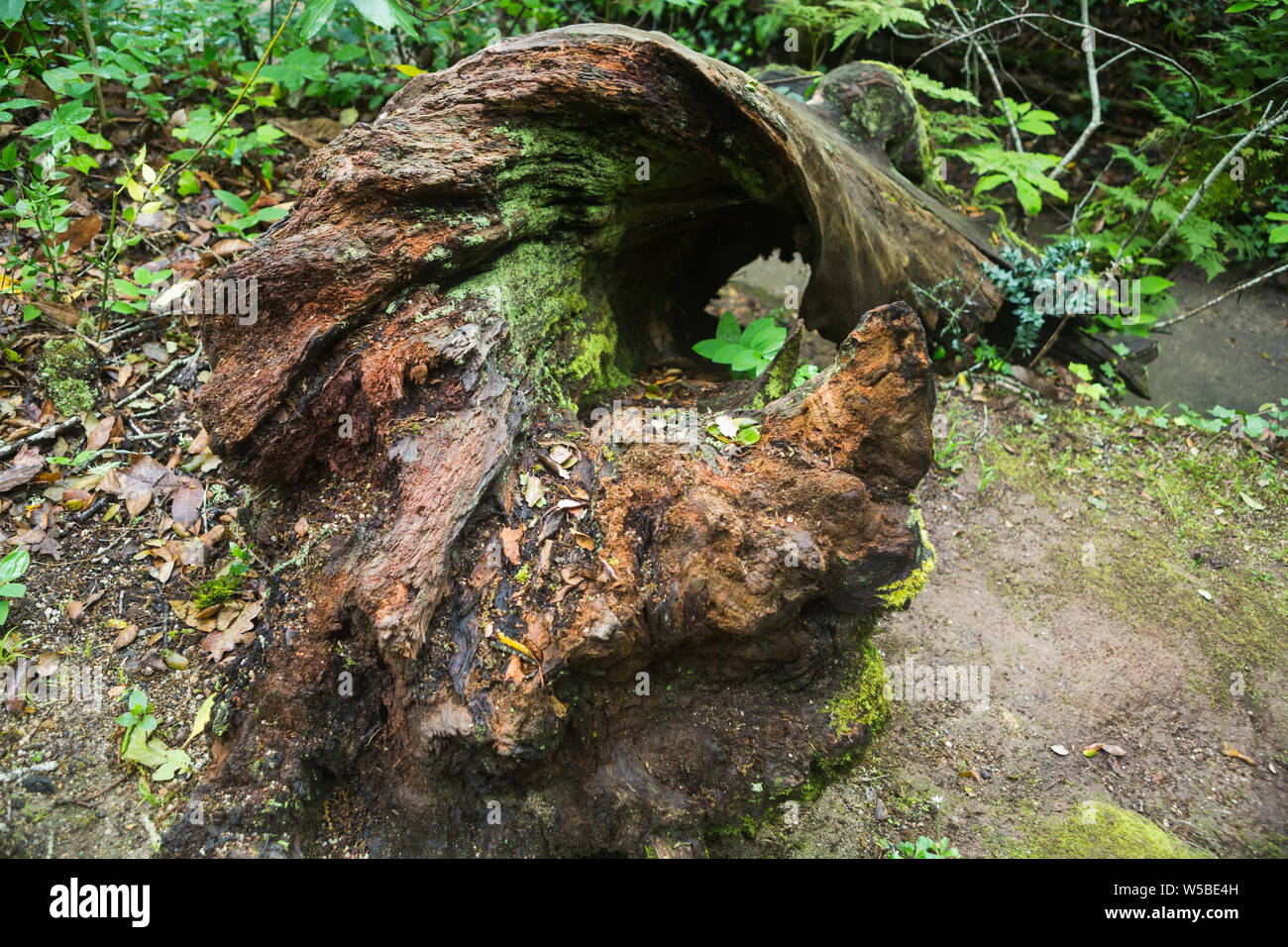 View through middle of old, large, brown, rotten, twisted, hollow ...