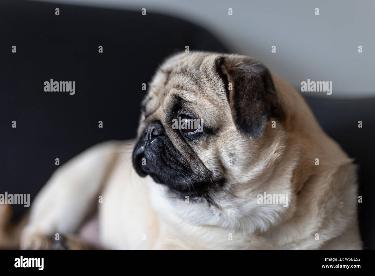 Pug dog staring at something Stock Photo - Alamy