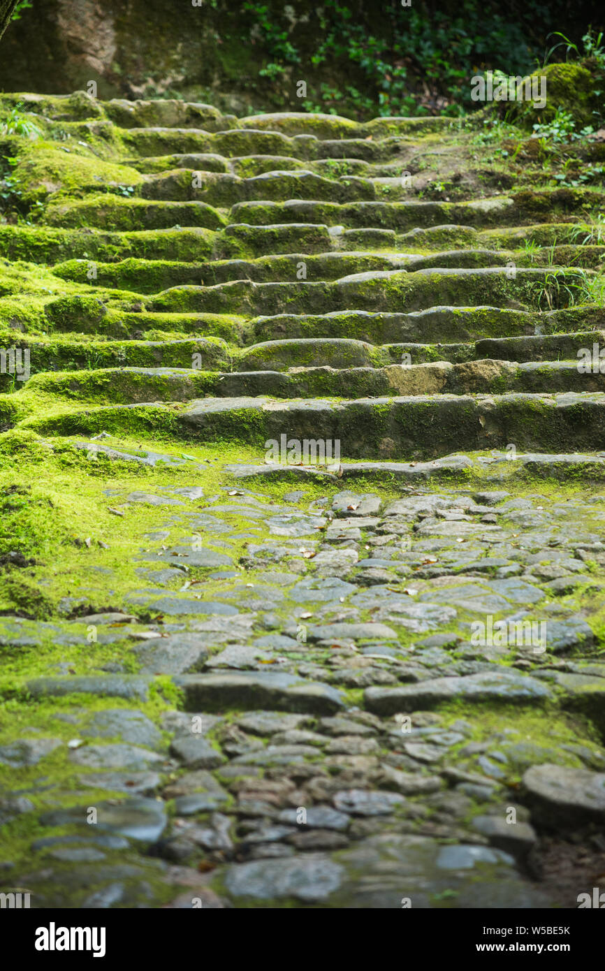 Old moss covered stone steps on cobbled garden path through woods at ...