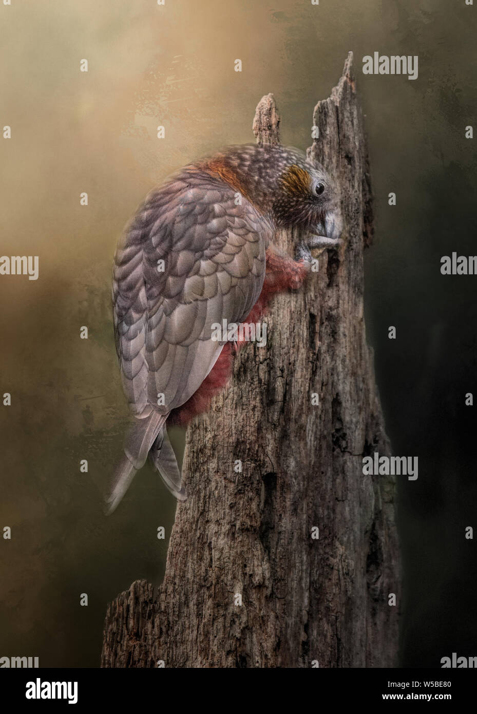 Kaka is an Parrot from New Zealand and is endangered. The image has ...