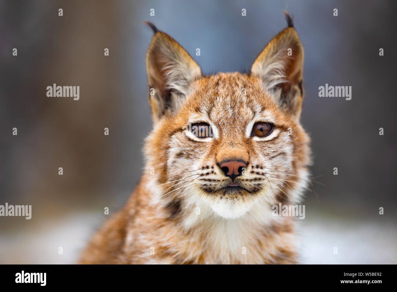 Close-up portrait of beautiful eurasian lynx in the forest Stock Photo ...