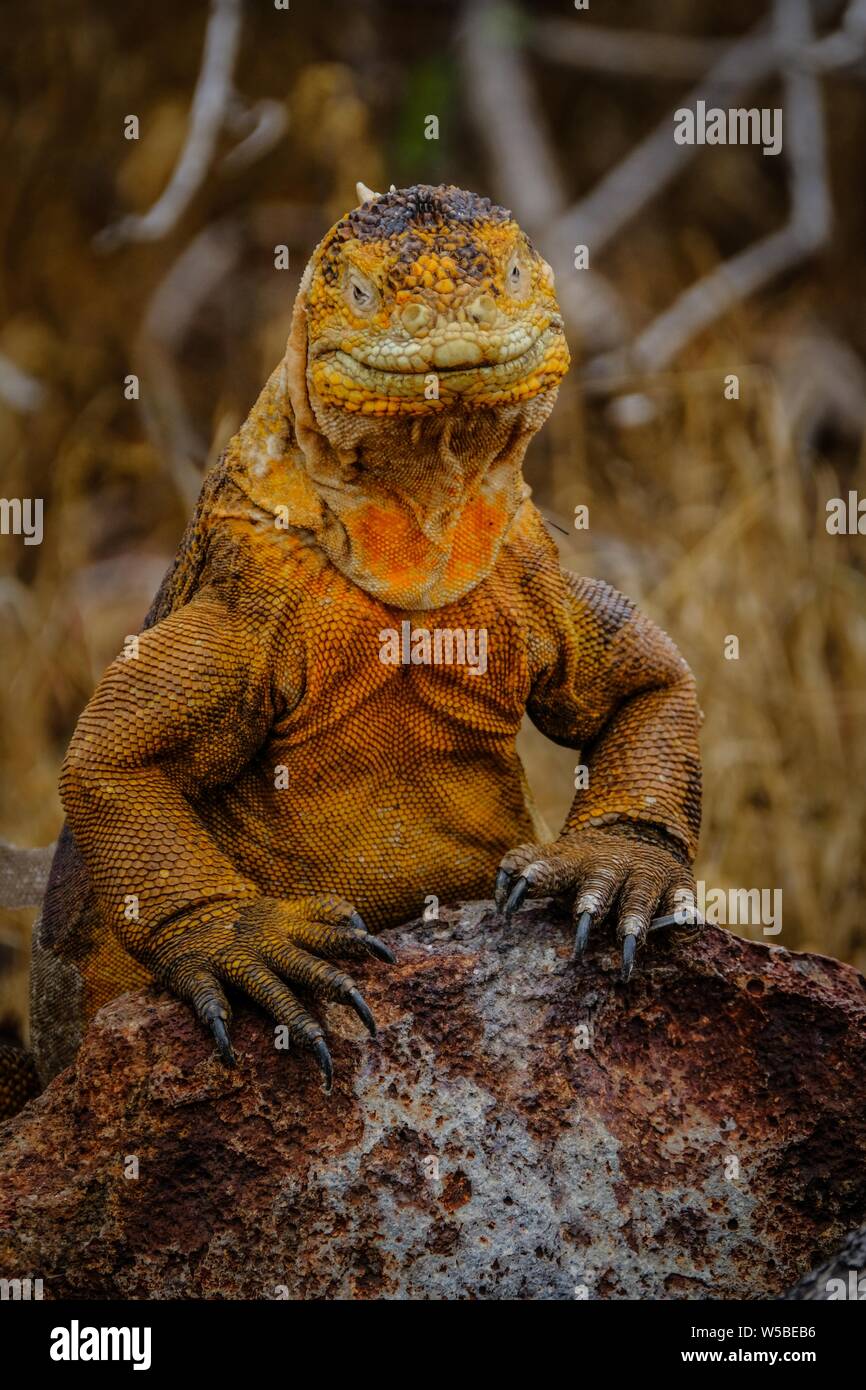 Crawl under a rock hi-res stock photography and images - Alamy