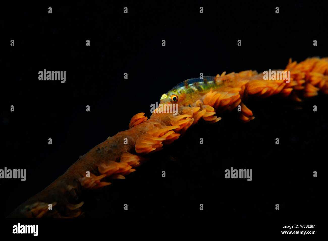 Whip coral goby (Bryaninops yongei (Lat) (family Gobiidae) is sitting ...