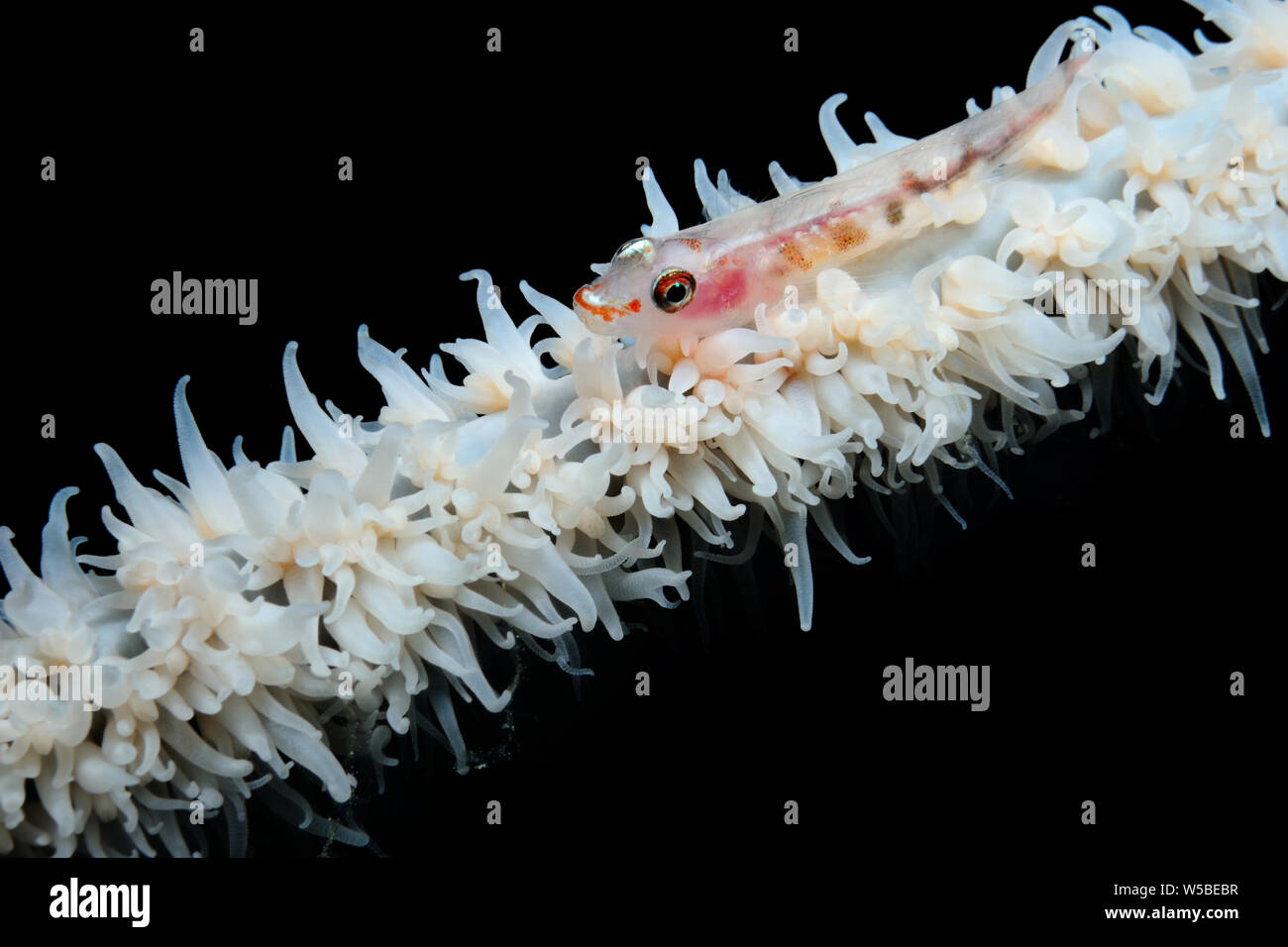 Whip coral goby (Bryaninops yongei (Lat) (family Gobiidae) is sitting ...