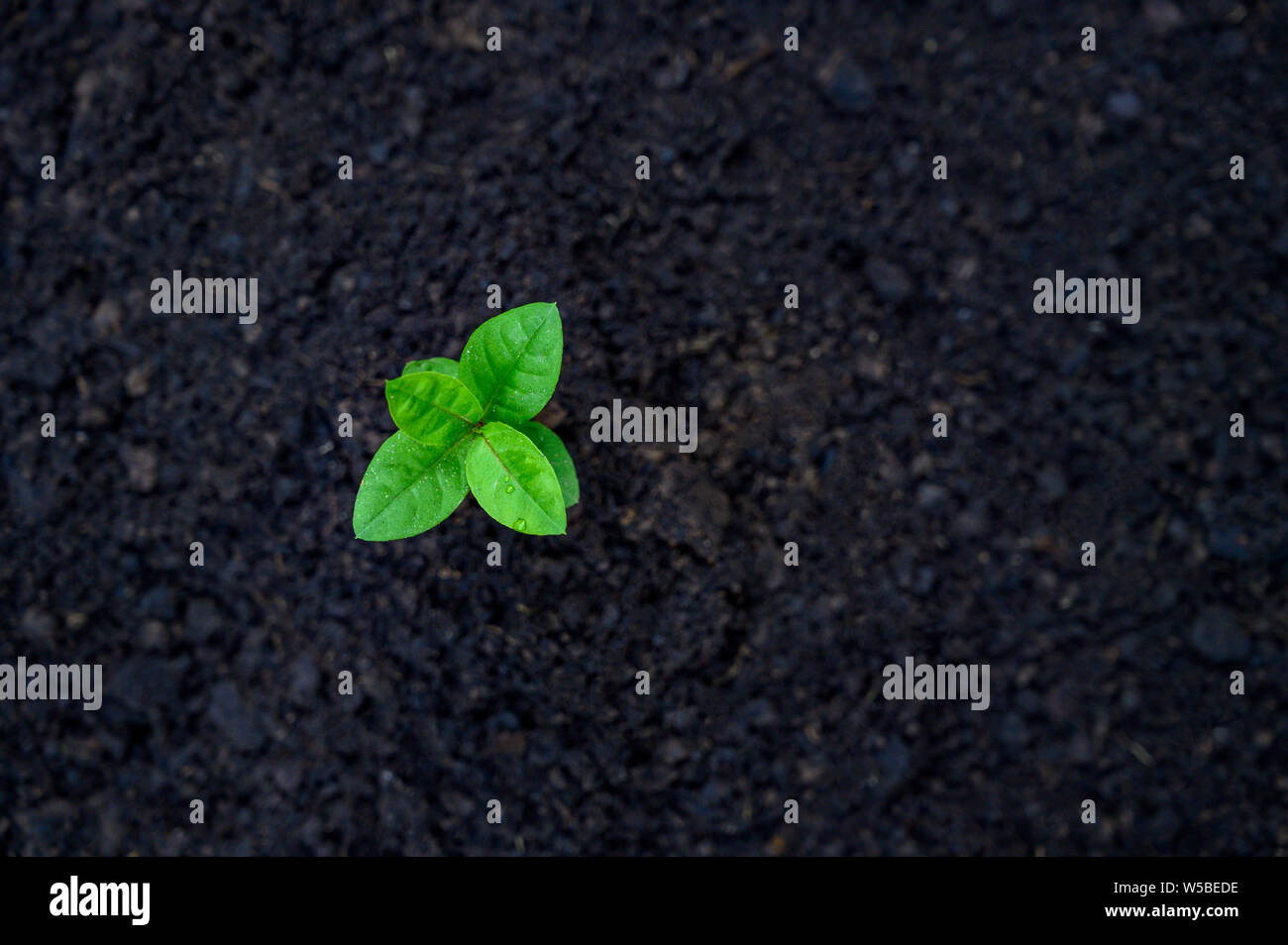 Development of seedling growth Planting seedlings young plant in the ...