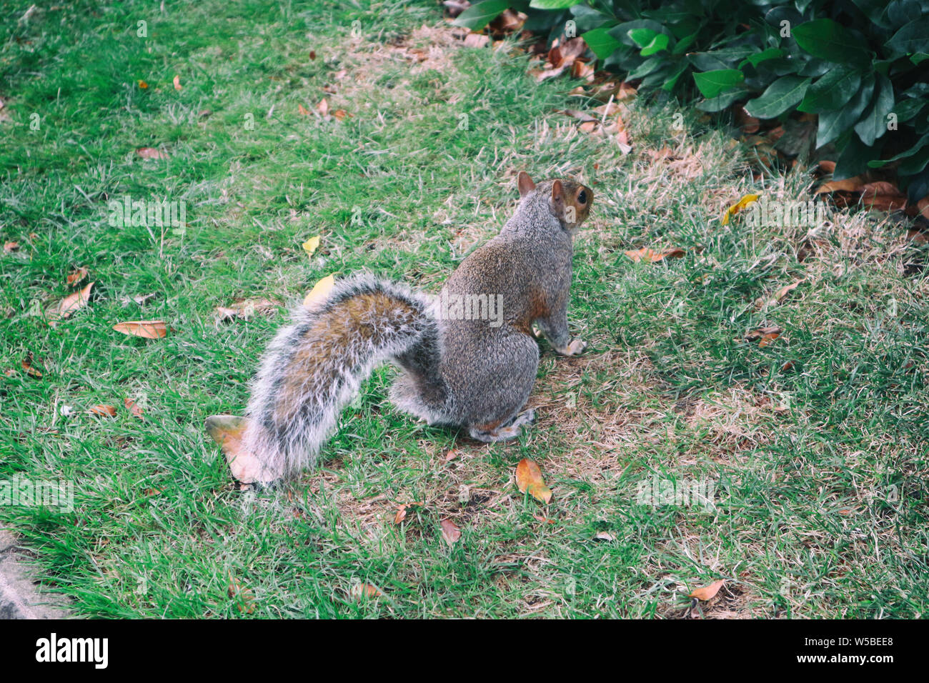 Gray squirrel turning its back to the camera Stock Photo - Alamy