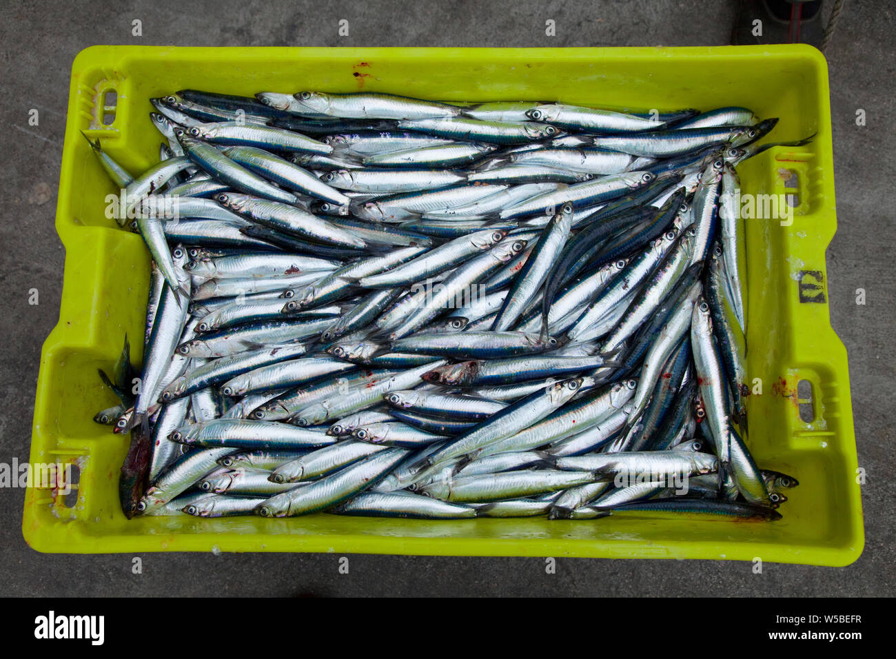 Bocarte , Anchoa o Boquerón, ffPuerto de Santoña, Mar Cantábrico ...