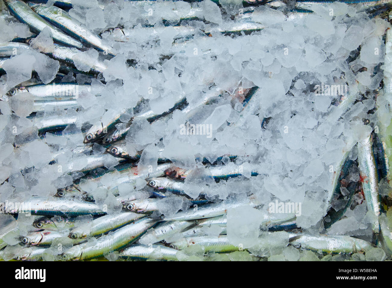 Bocarte , Anchoa o Boquerón, ffPuerto de Santoña, Mar Cantábrico ...