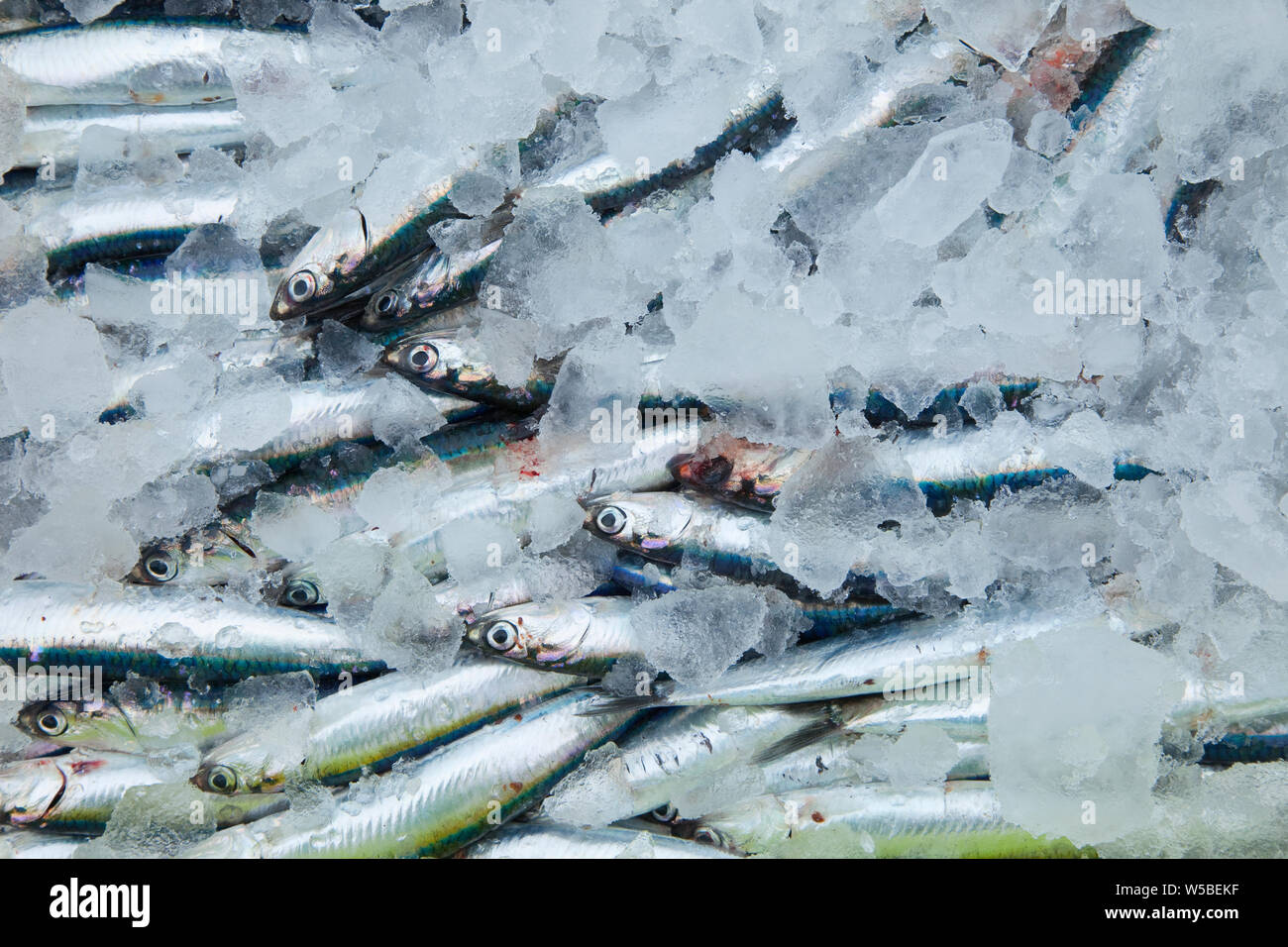 Bocarte , Anchoa o Boquerón, ffPuerto de Santoña, Mar Cantábrico ...