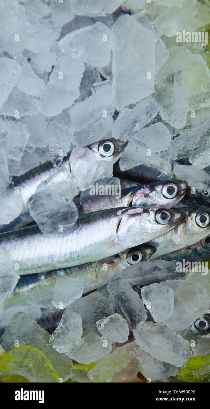 Bocarte , Anchoa o Boquerón, ffPuerto de Santoña, Mar Cantábrico ...