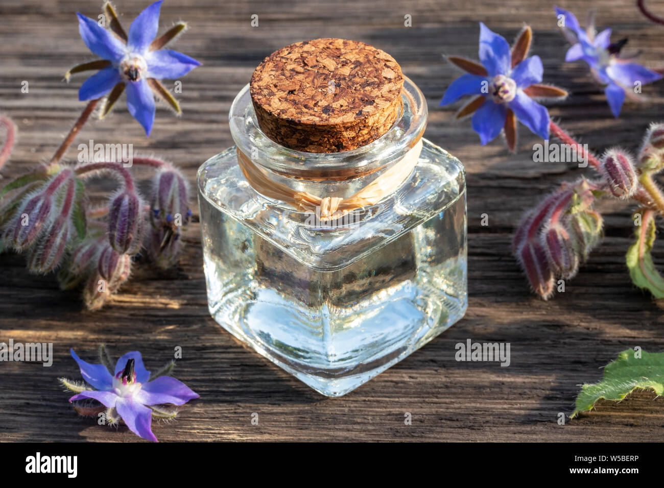 A bottle of borage oil and fresh blooming plant, outdoors Stock Photo ...