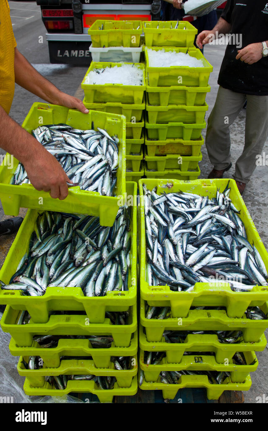 Bocarte , Anchoa o Boquerón, ffPuerto de Santoña, Mar Cantábrico ...