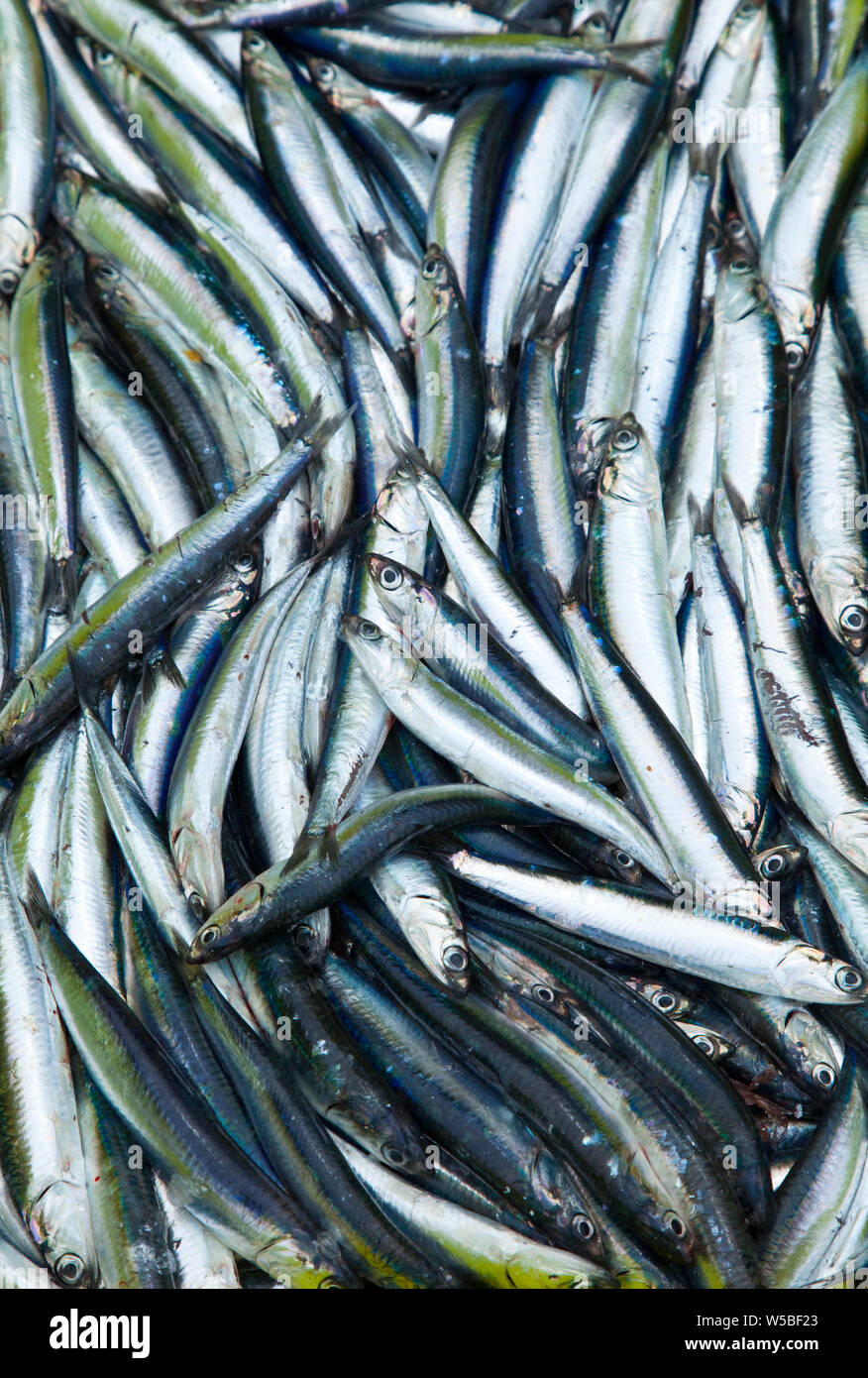 Bocarte , Anchoa o Boquerón, ffPuerto de Santoña, Mar Cantábrico ...