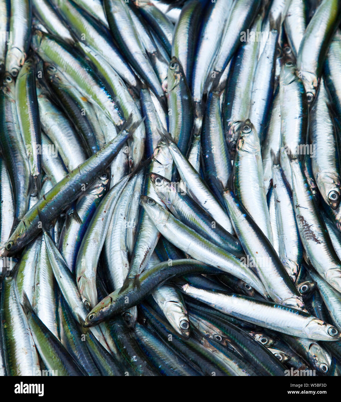 Bocarte , Anchoa o Boquerón, ffPuerto de Santoña, Mar Cantábrico ...