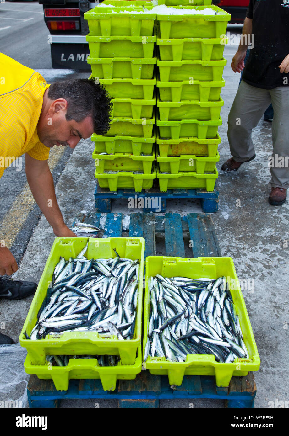 Bocarte , Anchoa o Boquerón, ffPuerto de Santoña, Mar Cantábrico ...
