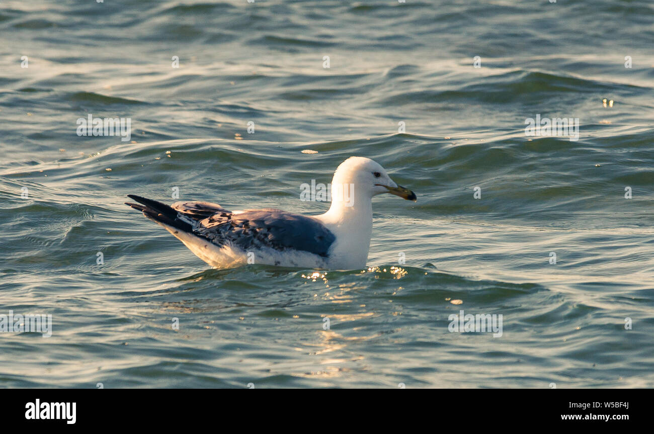 the Caspian gull (Larus cachinnans Stock Photo - Alamy