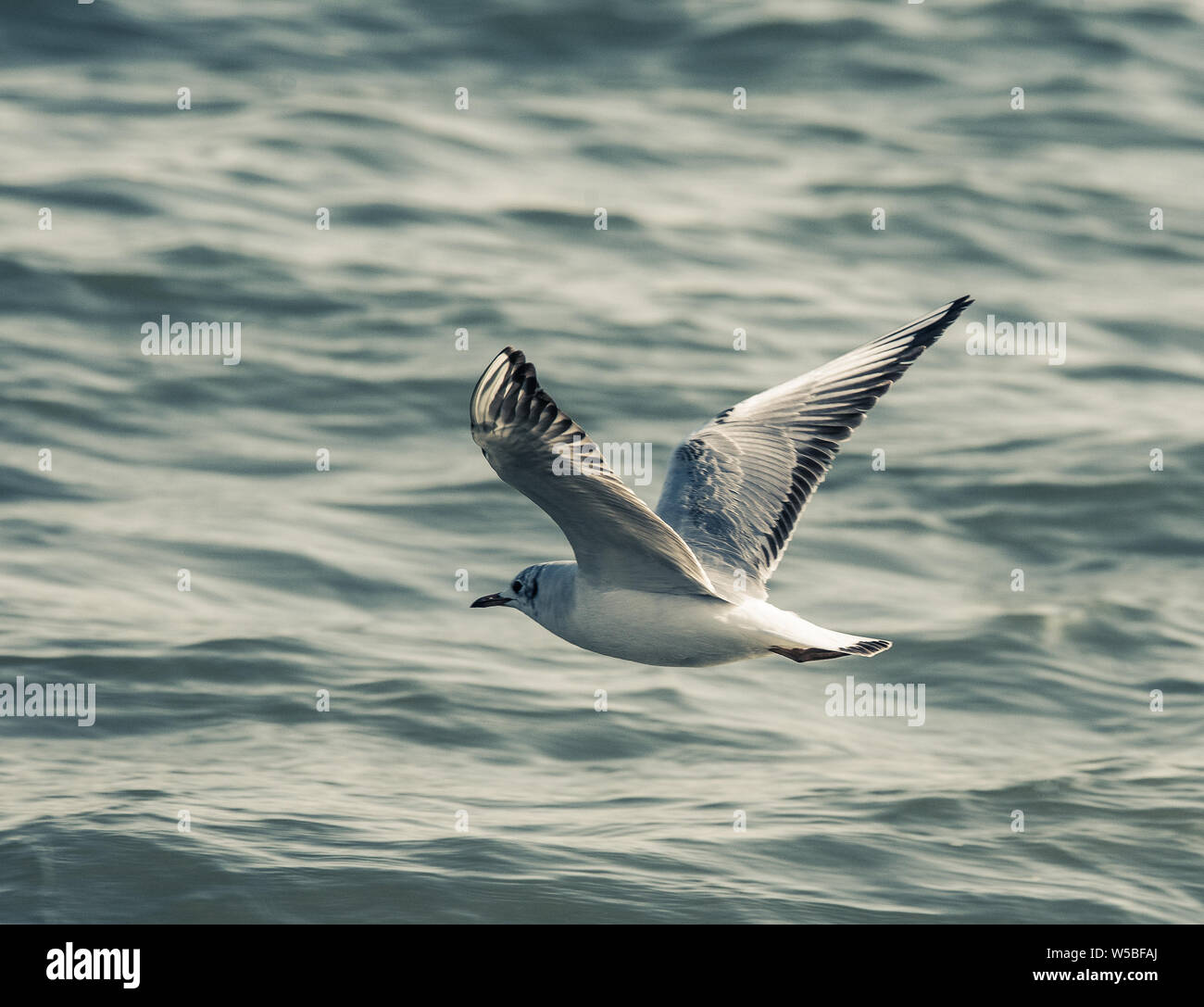 the Small Seagull (Hydrocoloeus minutus) winter Stock Photo - Alamy