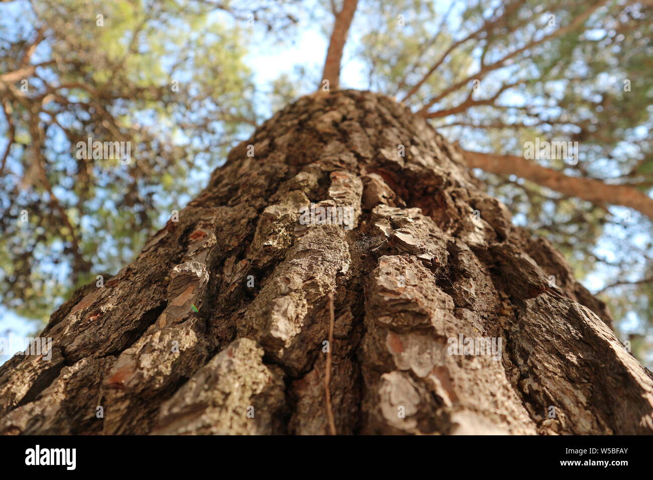 Dalmatian pine hi-res stock photography and images - Alamy