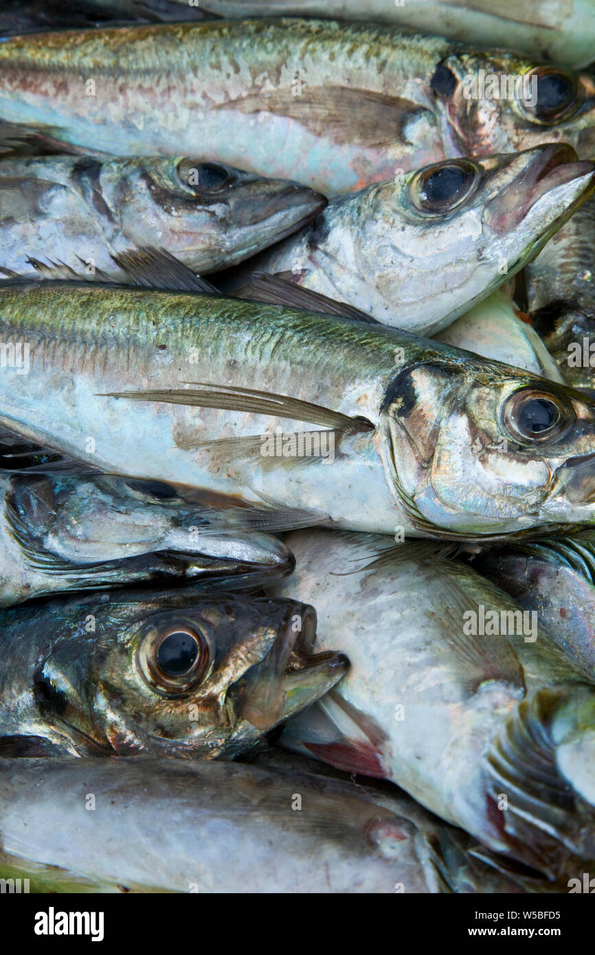 Descargando el Chicharro, Puerto de Santoña, Mar Cantábrico, Cantabria ...
