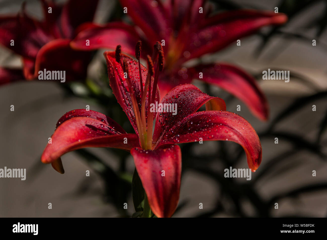 The flower of the lily is red carmine color with raindrops, macro Stock ...