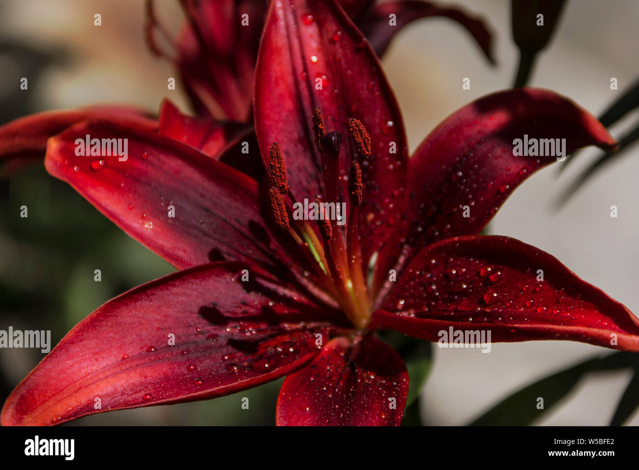 The flower of the lily is red carmine color with raindrops, macro Stock ...