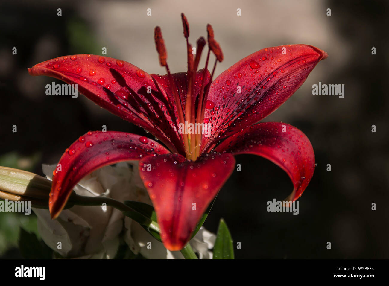 Carmine color hi-res stock photography and images - Alamy