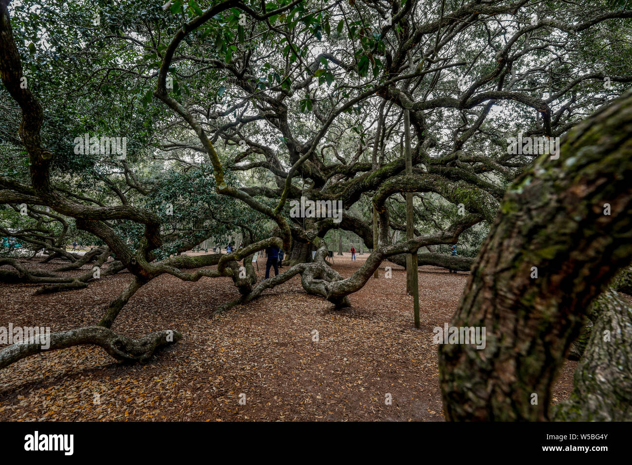 People visit the Angel Oak tree on Angel Oak Park on Johns Island near ...
