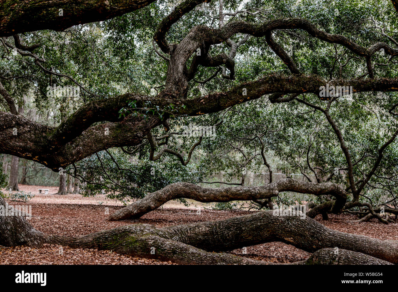 People visit the Angel Oak tree on Angel Oak Park on Johns Island near ...