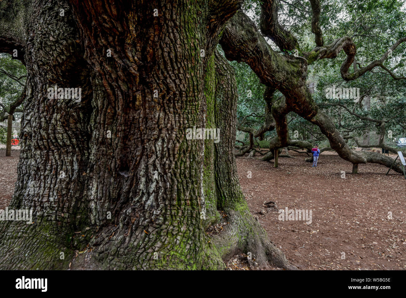 People visit the Angel Oak tree on Angel Oak Park on Johns Island near ...