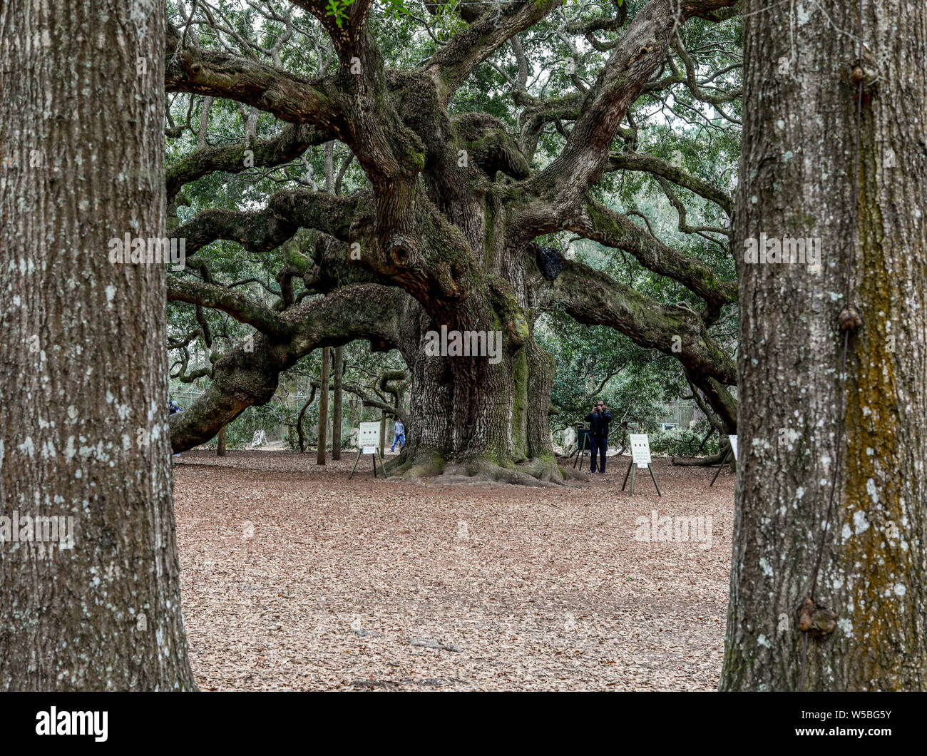 People visit the Angel Oak tree on Angel Oak Park on Johns Island near ...