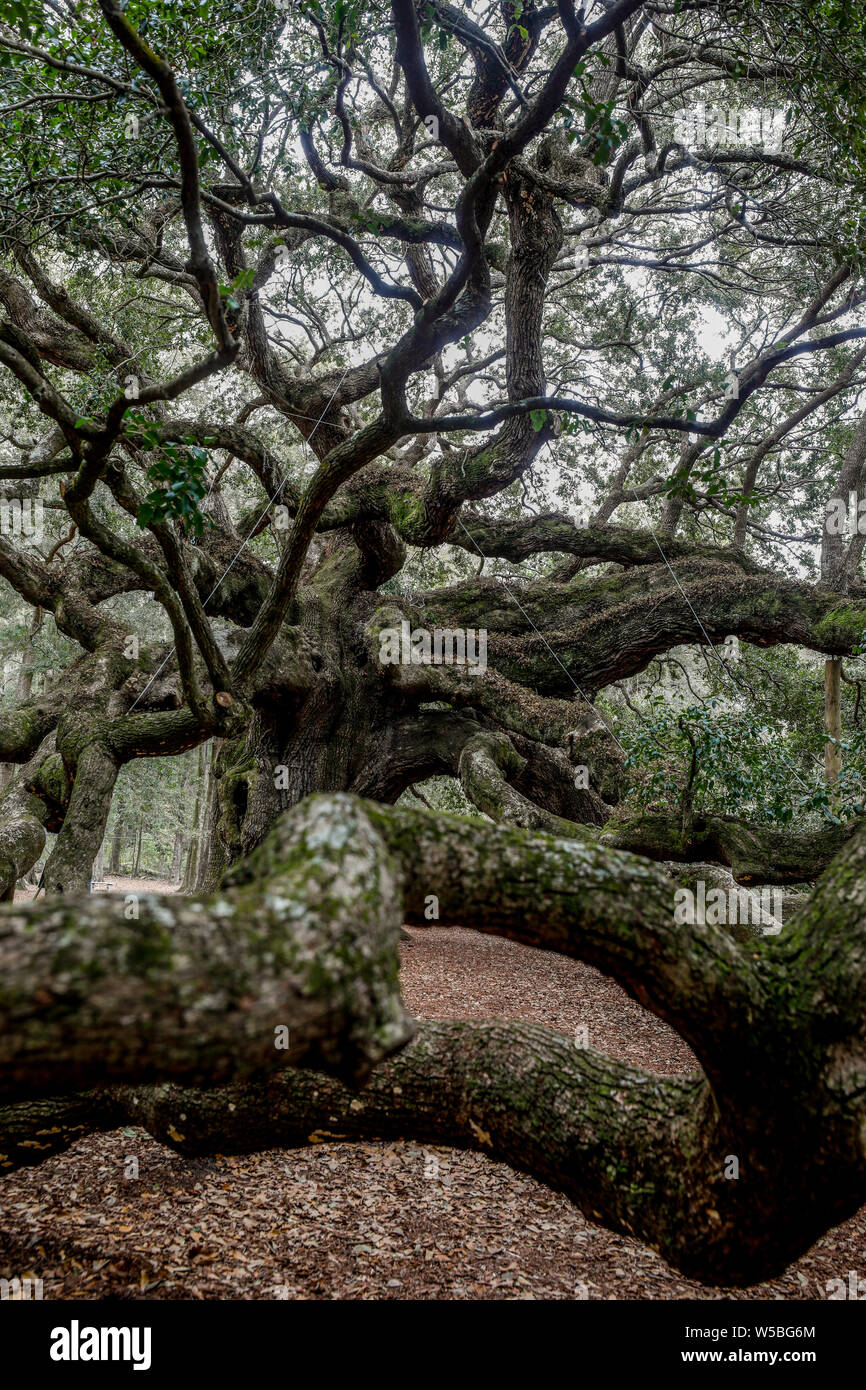 People visit the Angel Oak tree on Angel Oak Park on Johns Island near ...