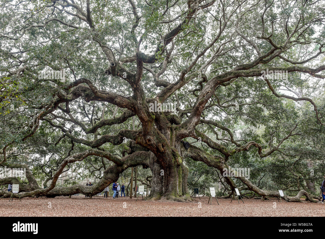 People visit the Angel Oak tree on Angel Oak Park on Johns Island near ...