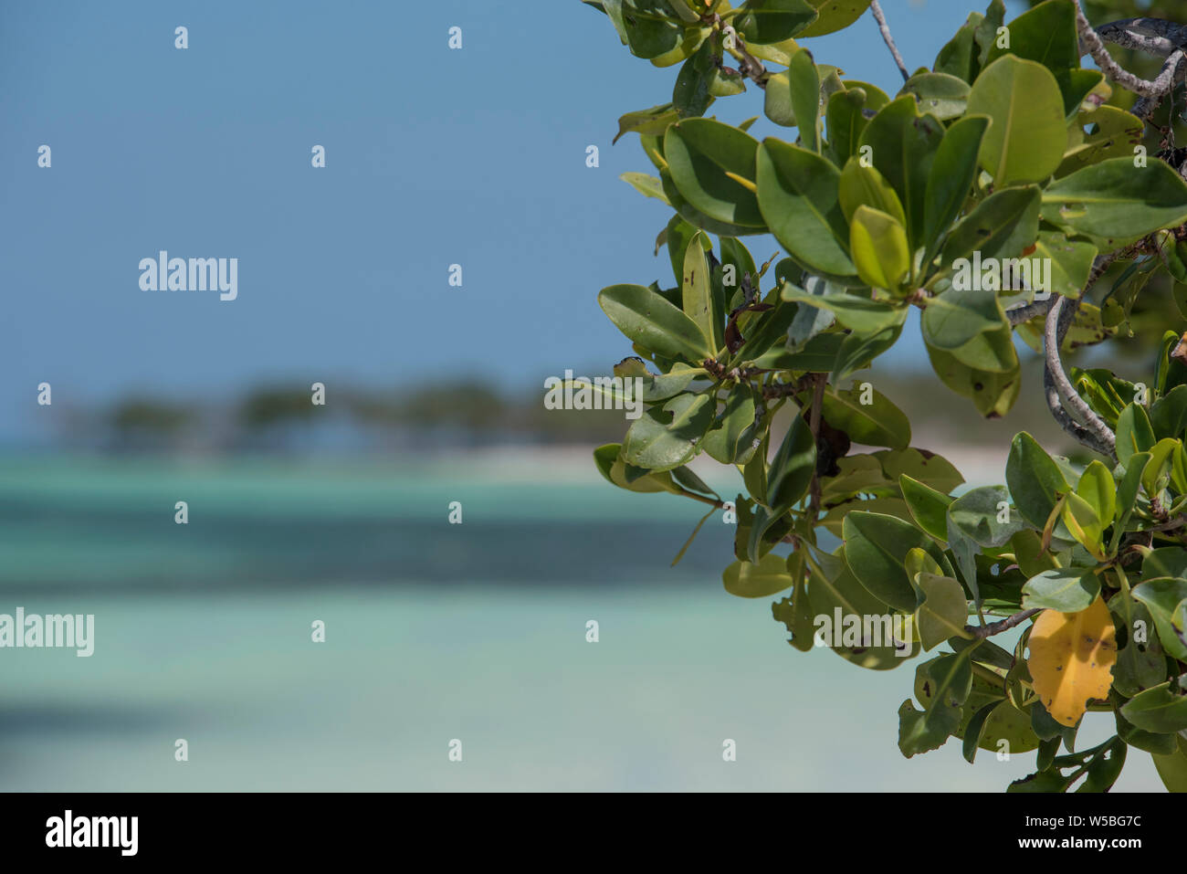 Cuban vegetation hi-res stock photography and images - Alamy