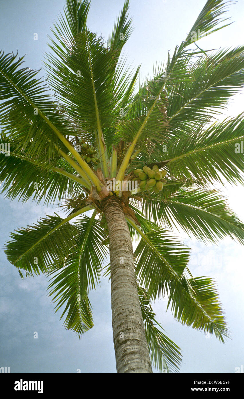 Coconut Palm Tree At Sunny Day Stock Photo - Alamy