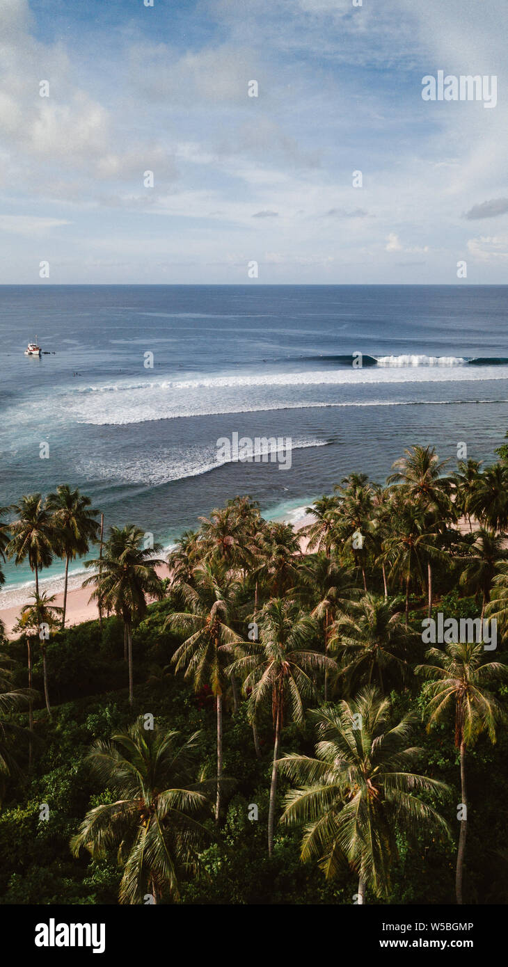 Perfect wave on a beach with palm trees in Indonesia Stock Photo - Alamy
