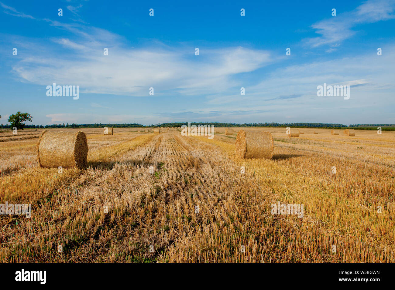 Yellow golden straw bales of hay in the stubble field, agricultural ...