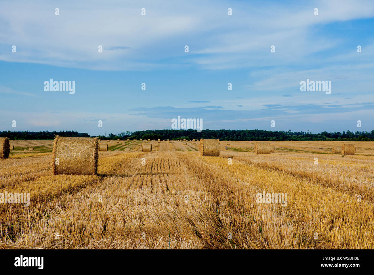 Yellow golden straw bales of hay in the stubble field, agricultural ...