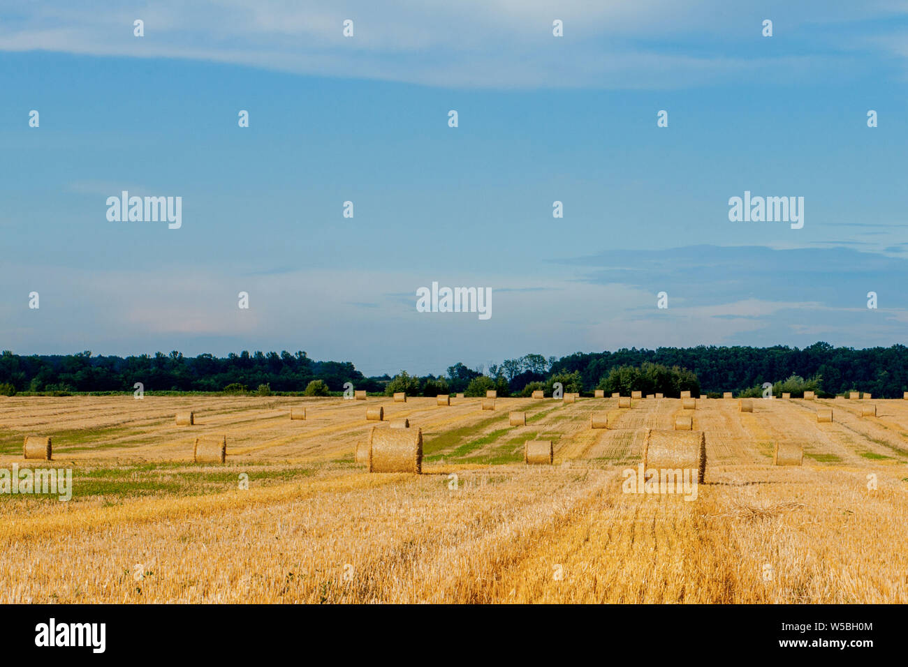 Yellow golden straw bales of hay in the stubble field, agricultural ...