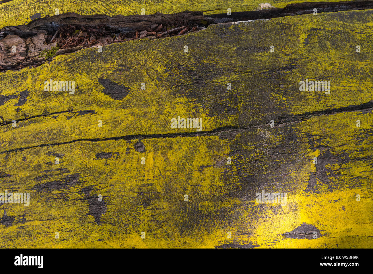 Old wood of a tree painted yellow Stock Photo - Alamy