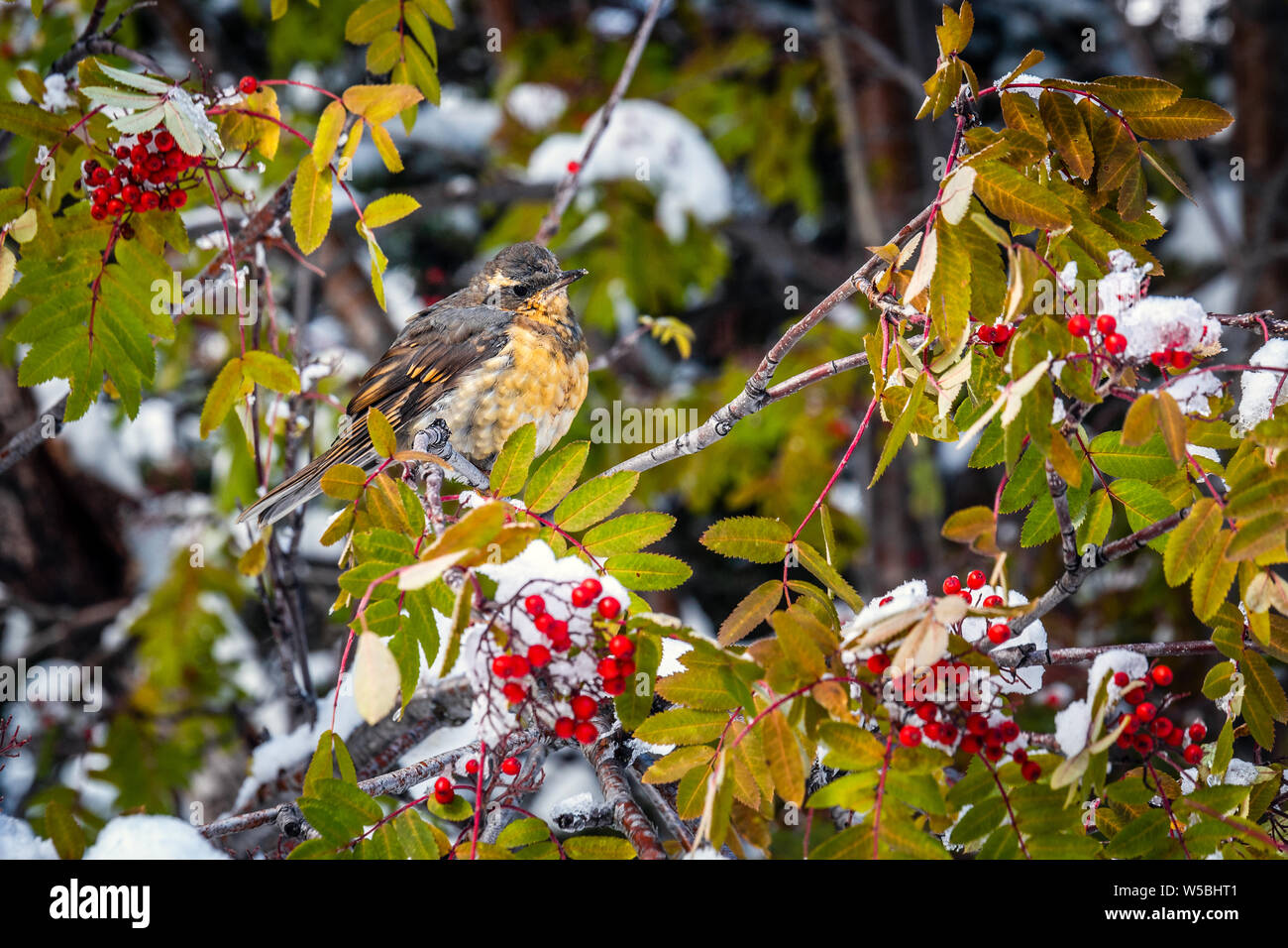 Robin redbreast bird eats rowanberry at Banff National Park, Canada ...