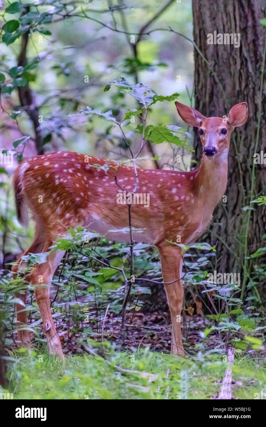 American deer hi-res stock photography and images - Alamy