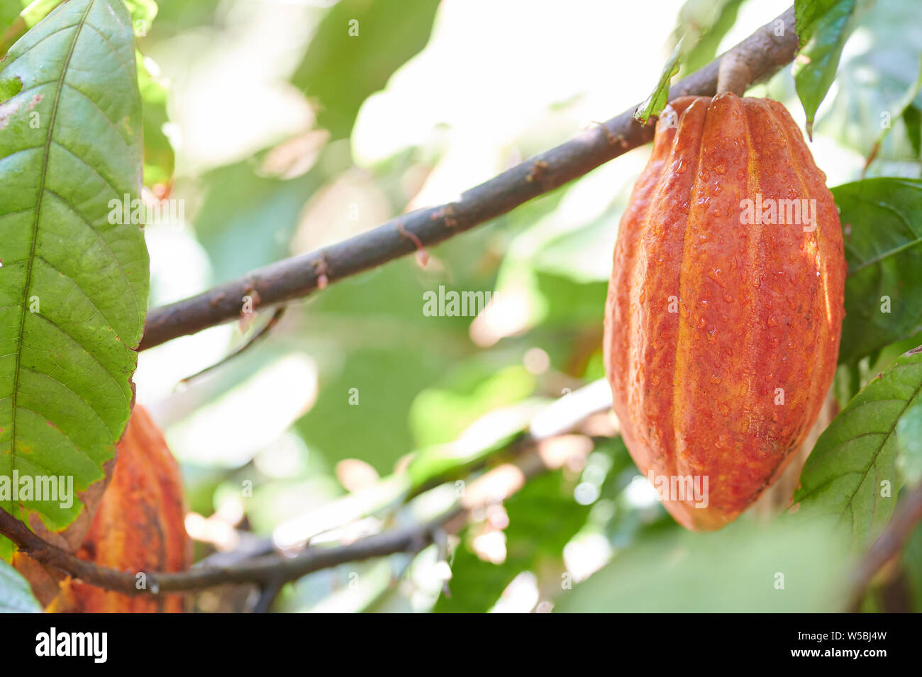Macro of orange color cacao pod hanf on tree branch Stock Photo - Alamy