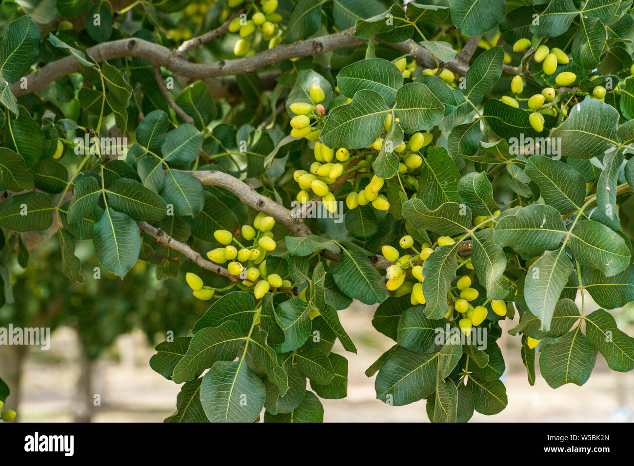 Pistachio tree orchard hi-res stock photography and images - Alamy