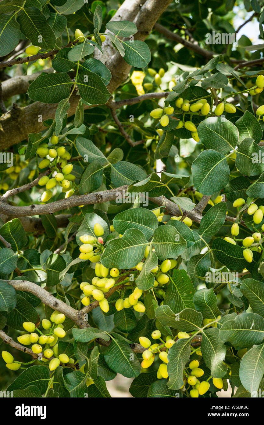 Pistachio tree orchard hi-res stock photography and images - Alamy