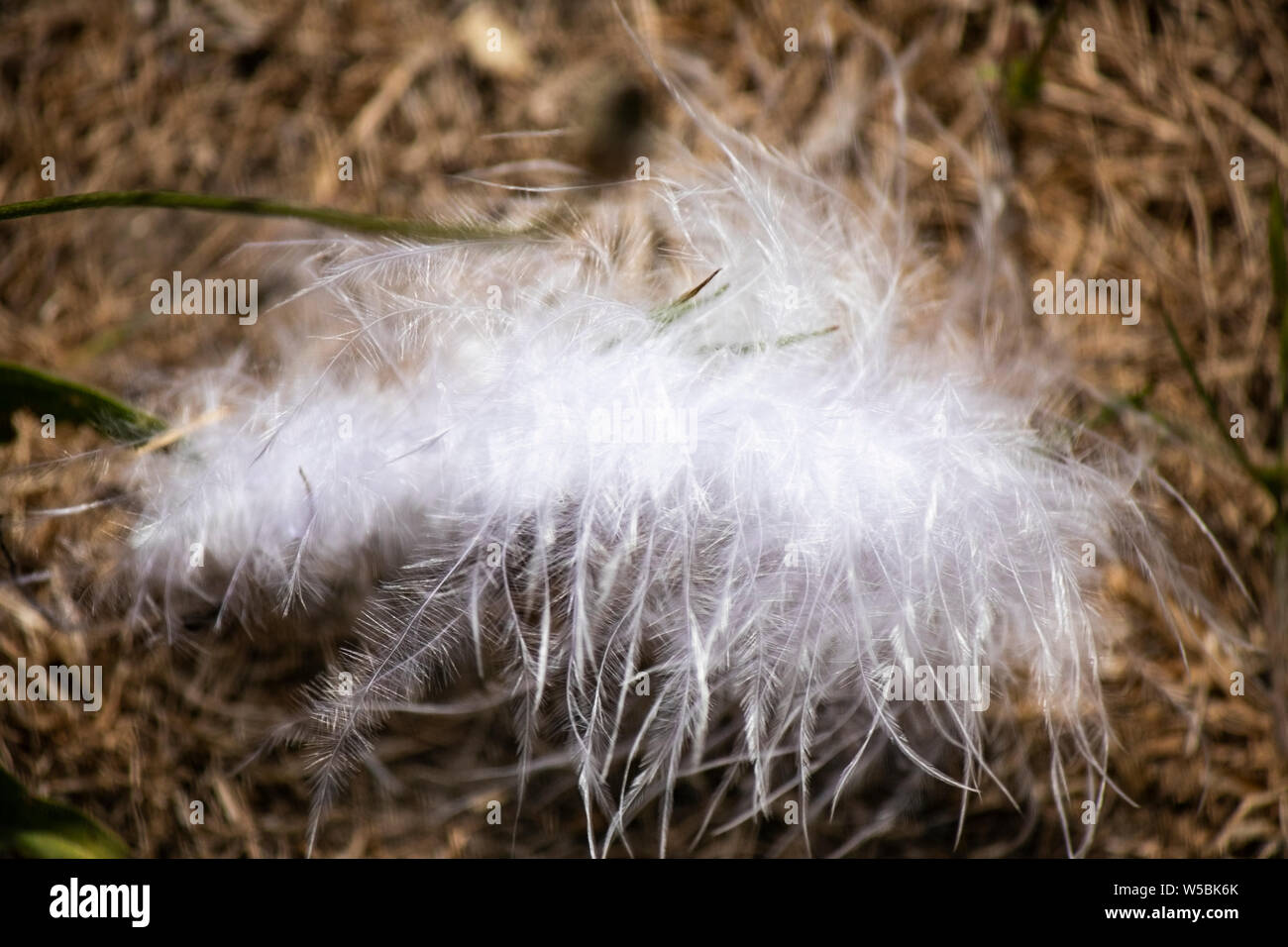 White fluffy swan feather on hay. White bird fluff for the production ...