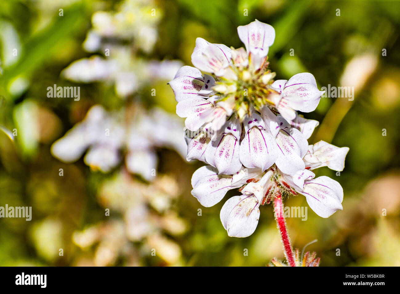 Collinsia tinctoria hi-res stock photography and images - Alamy