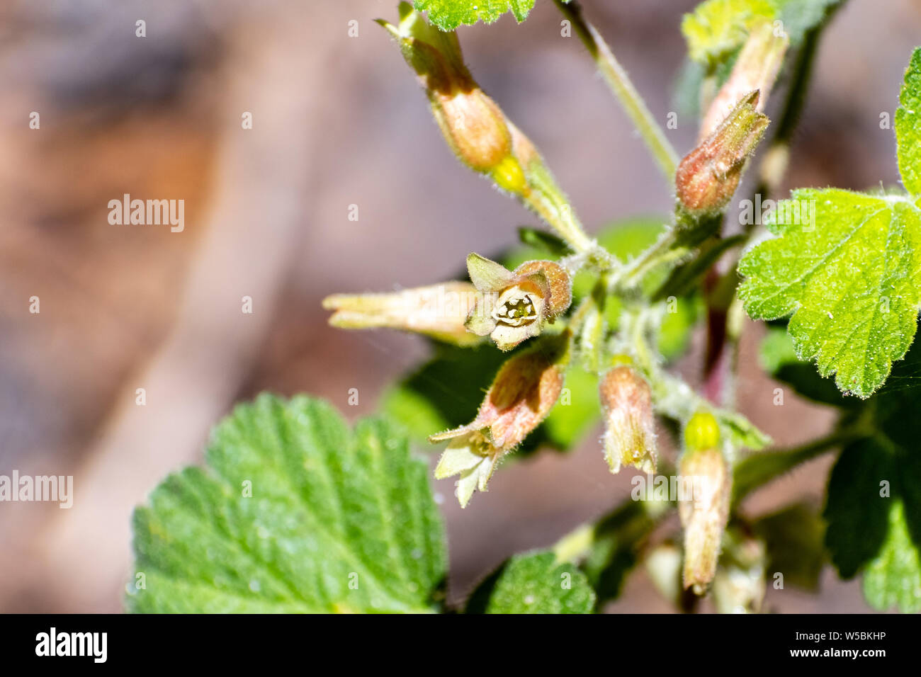 Wax currant ribes cereum hi-res stock photography and images - Alamy