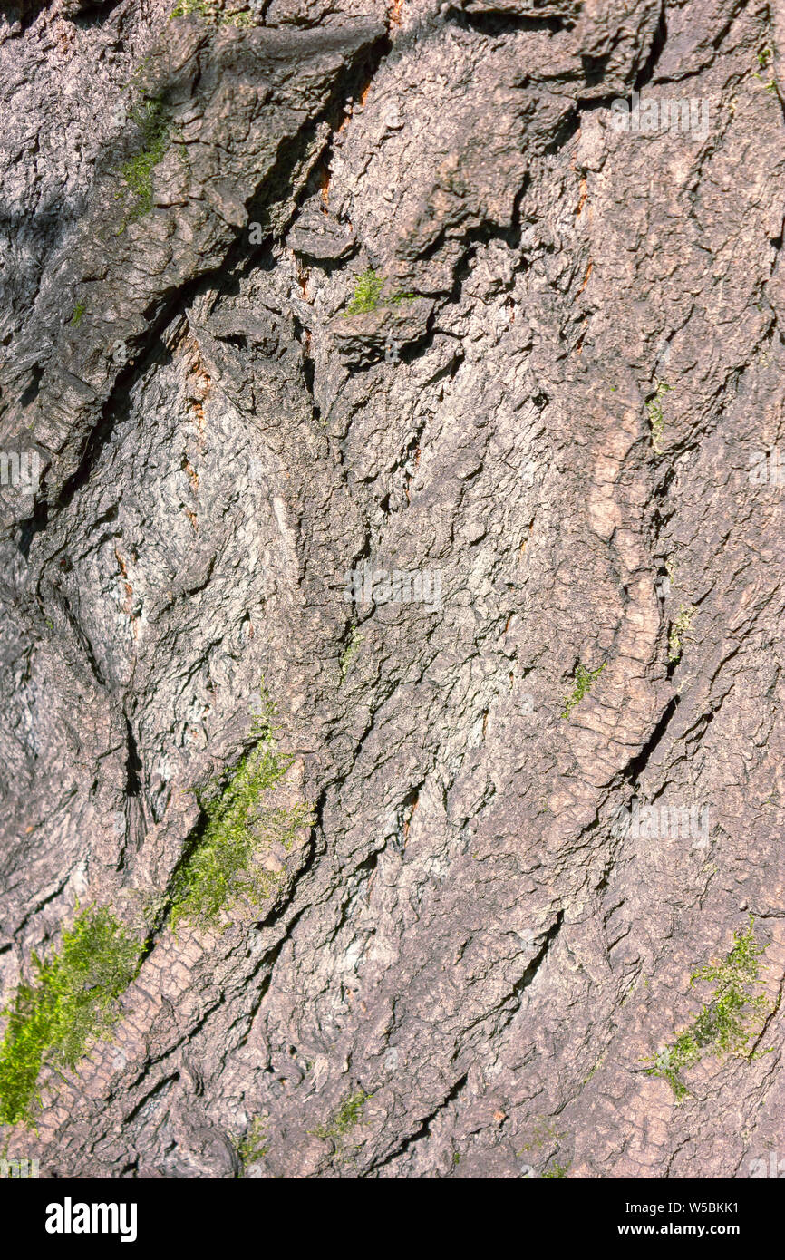 Moss covered Old Wood texture background. Texture of tree bark with ...