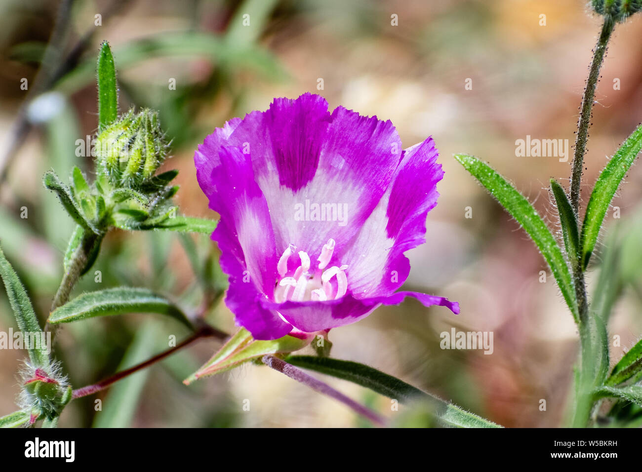 Williamson's Clarkia (Clarkia williamsonii) wildflower blooming in ...